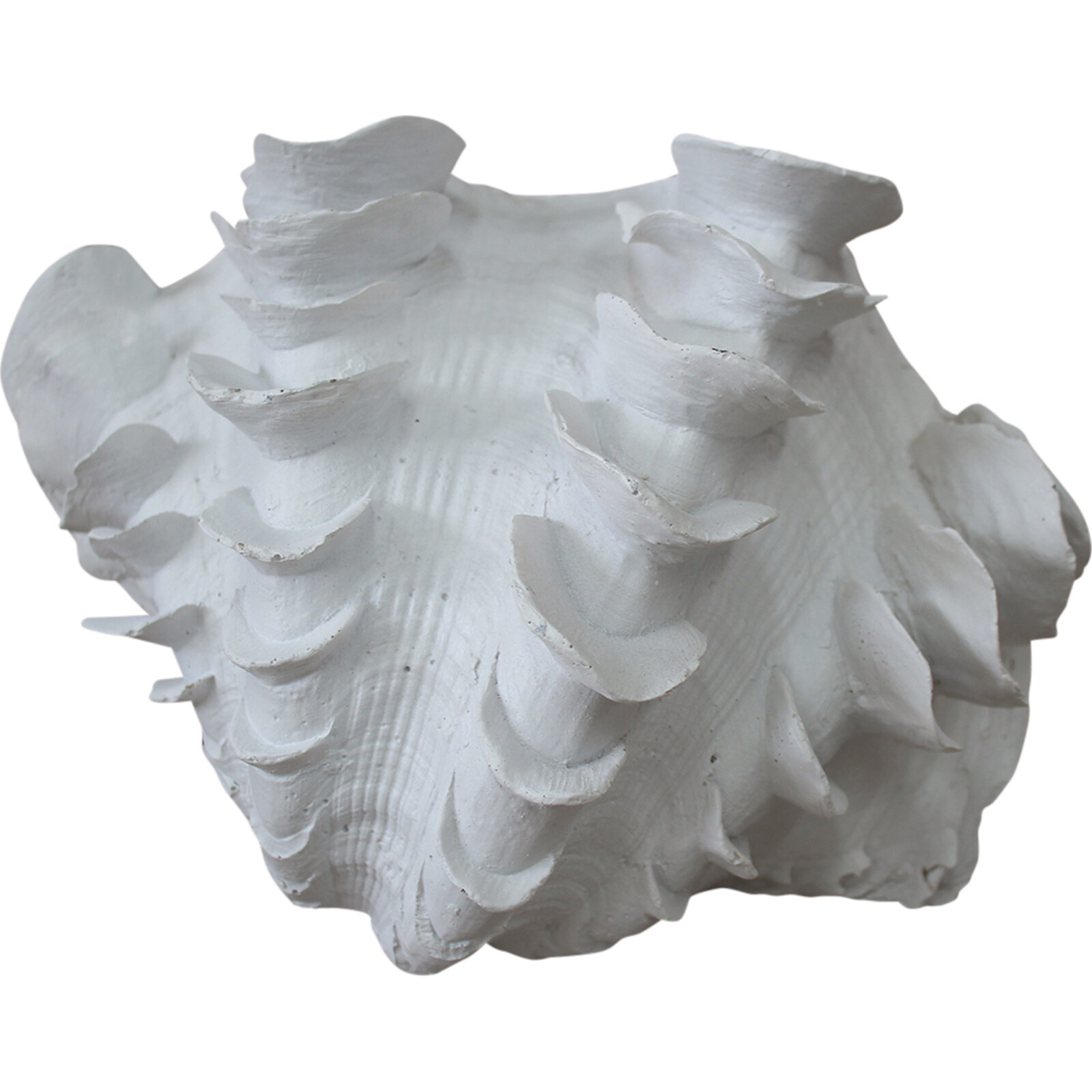 Clam Shell White Med | Buy Wholesale Products Online Australia | LaVida ...
